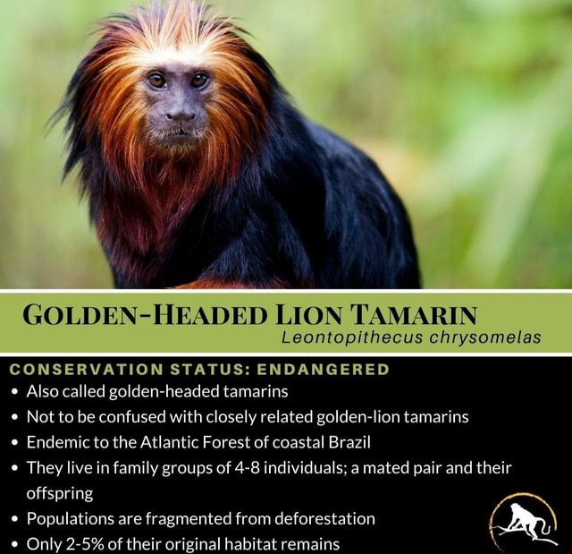 ED LION TAMARIN Leontopithecus chrysomelas CONSERVATION STATUS ...