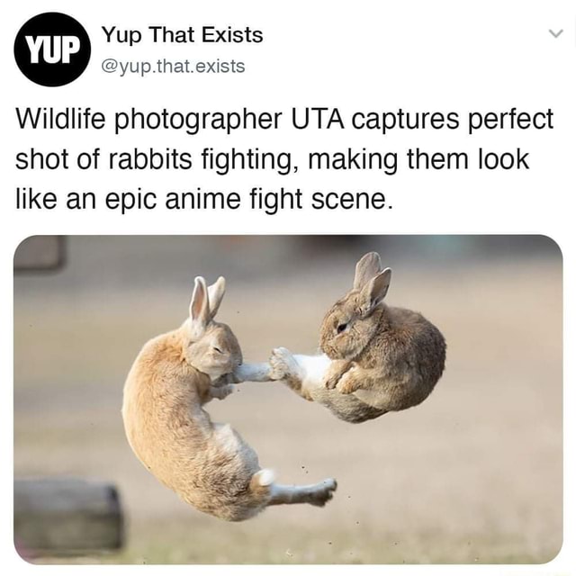 Wildlife photographer UTA captures perfect shot of rabbits fighting ...