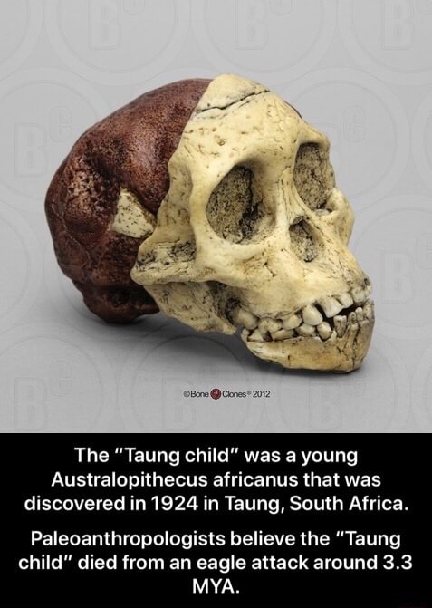 The "Taung child" was a young Australopithecus africanus that was ...