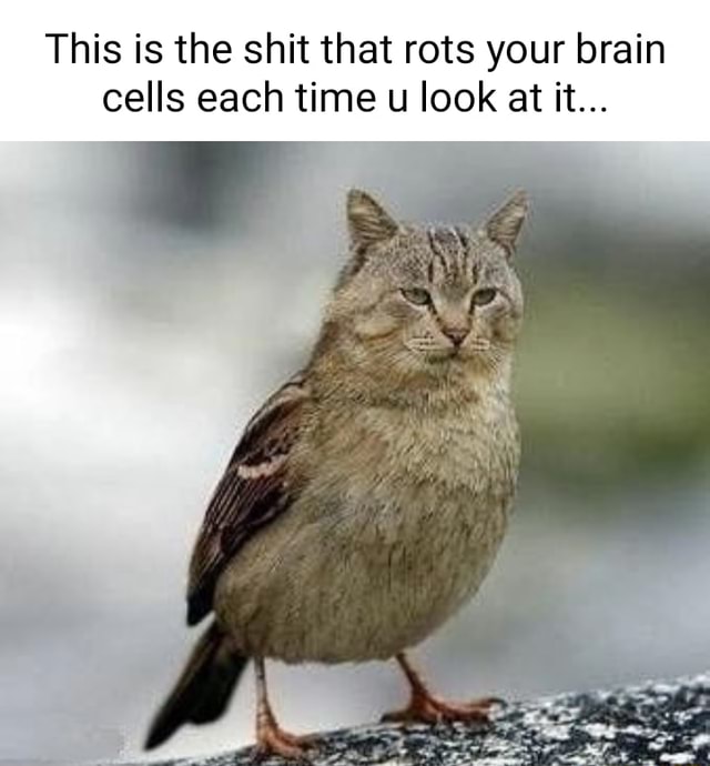 This is the shit that rots your brain cells each time u look at it ...