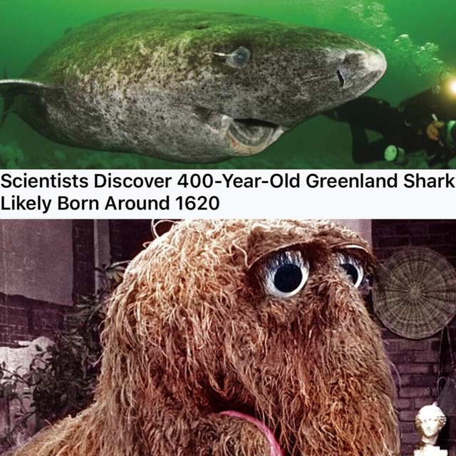 Sharkleapagus - Scientists Discover 400-Year-Old Greenland Shark Likely ...