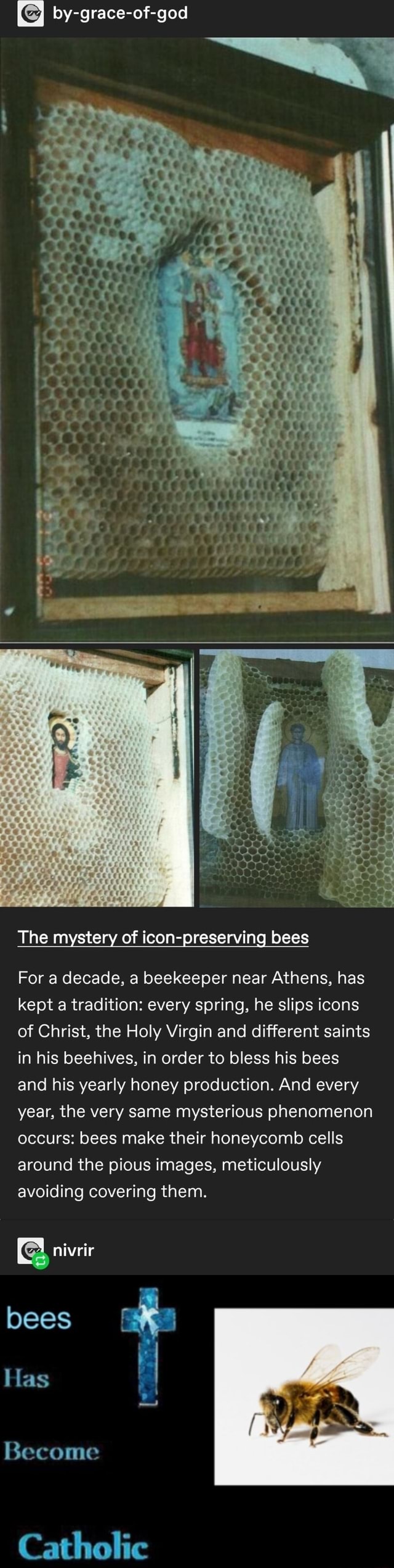 By-grace-of-god The mystery of icon-preserving bees For a decade, a ...