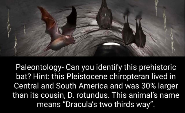 Paleontology- Can you identify this prehistoric bat? Hint: this ...