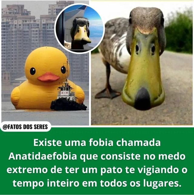 (FATOS DOS SERES Existe uma fobia chamada Anatidaefobia que consiste no ...
