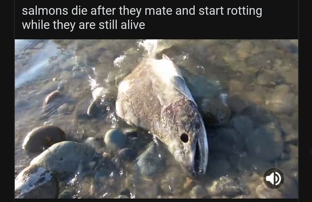 Salmons die after they mate and start rotting while they are still ...