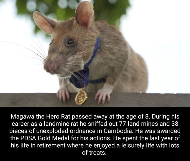 Magawa the Hero Rat passed away at the age of 8. During his career as a ...