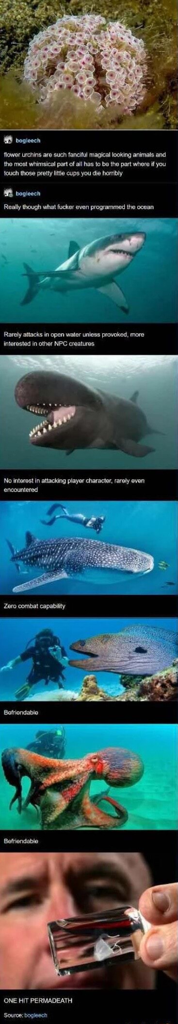 Bosieech 'lower urchins are such fanciful magical looking animals and 'tho most whimsical part ...