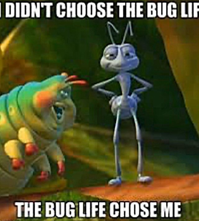 DIDN'T CHOOSE THE BUG LIT THE RUG LTEE CHOSE ME - iFunny Brazil