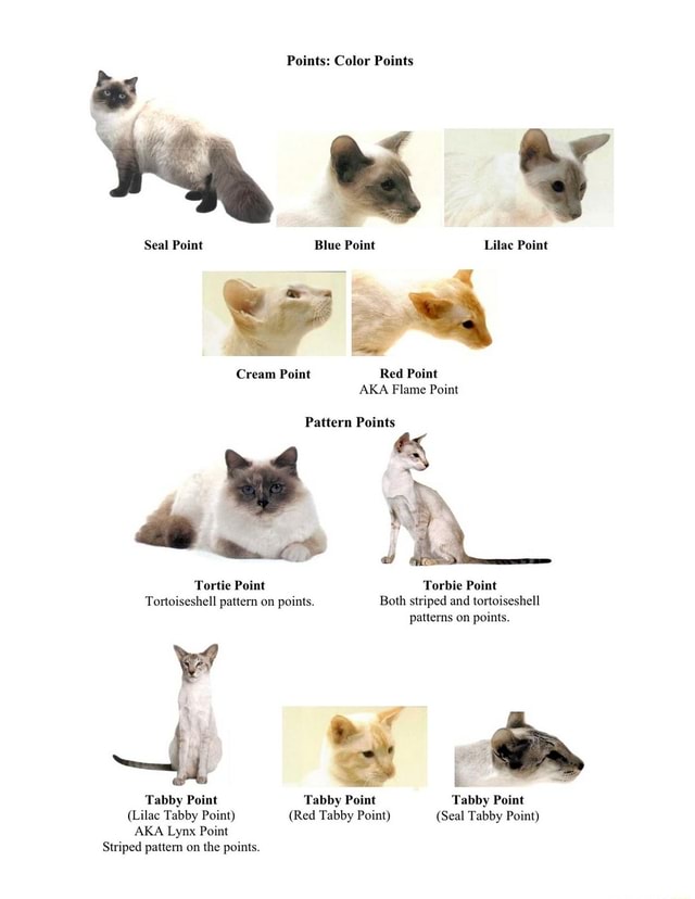 Points: Color Points Seal Point Blue Point Lilac Point Cream Point Red ...