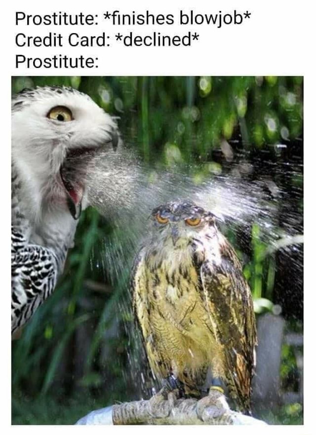 Self Control Owl Meme