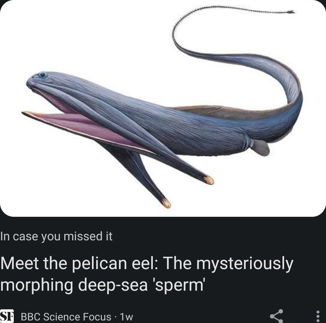 In case you missed it Meet the pelican eel: The mysteriously morphing ...