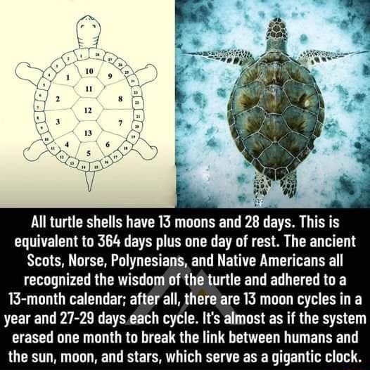 All turtle shells have 13 moons and 28 days. This is equivalent to 364 ...