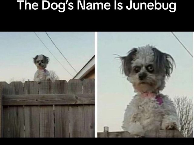 The Dog's Name Is Junebug - iFunny Brazil