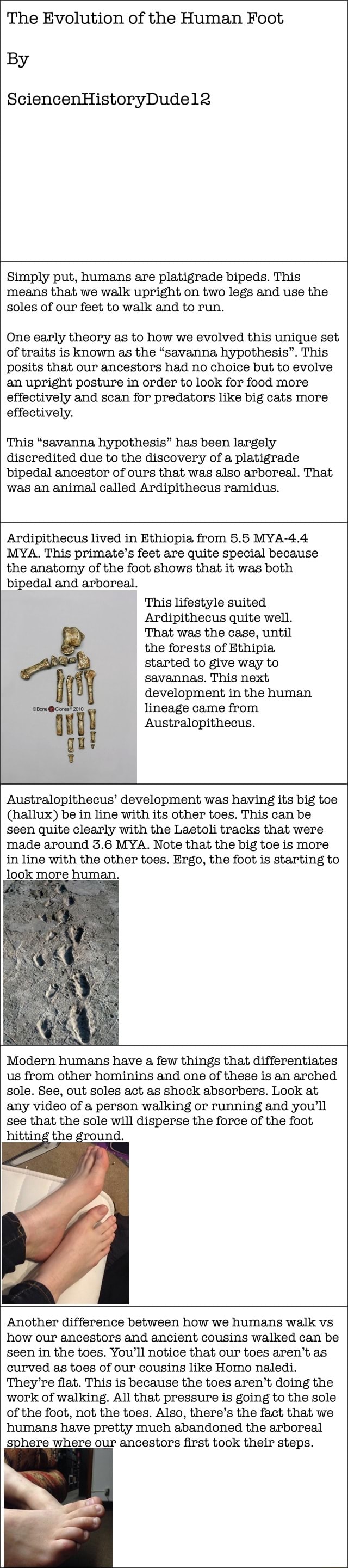 The Evolution of the Human Foot Simply put, humans are platigrade ...