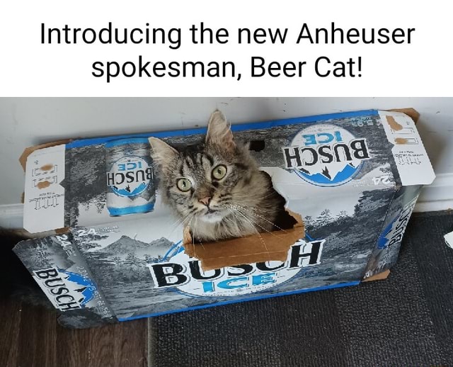 Introducing the new Anheuser spokesman, Beer Cat! - iFunny Brazil
