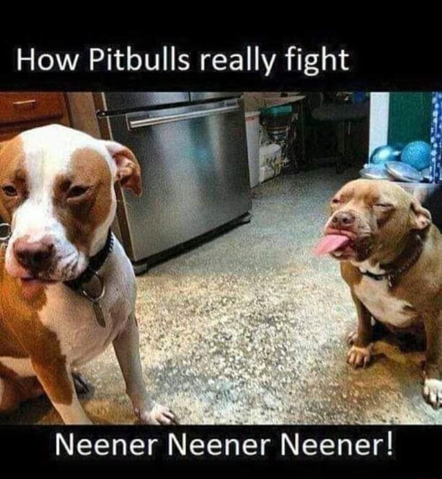 How Pitbulls really fight Sa Neener Neener Neener! - iFunny Brazil