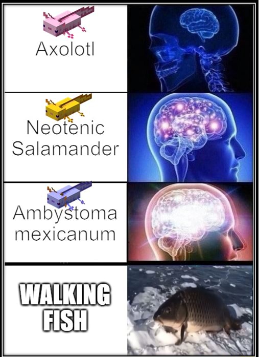 Ts Axolotl Neotenic Salamander Ambystoma mexicanum FISH - iFunny Brazil