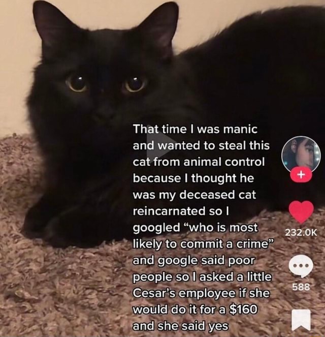 That time I was manic and wanted to steal this cat from animal control ...
