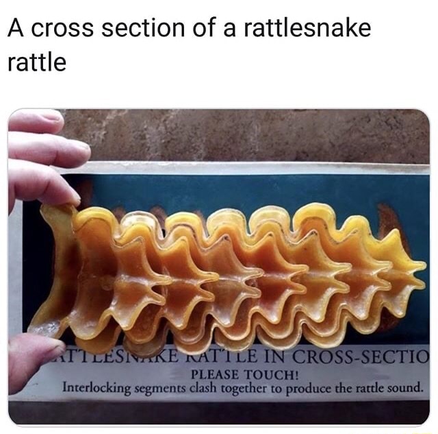 A cross section of a rattlesnake rattle PLEASE TOUCHE segmencs clish ...
