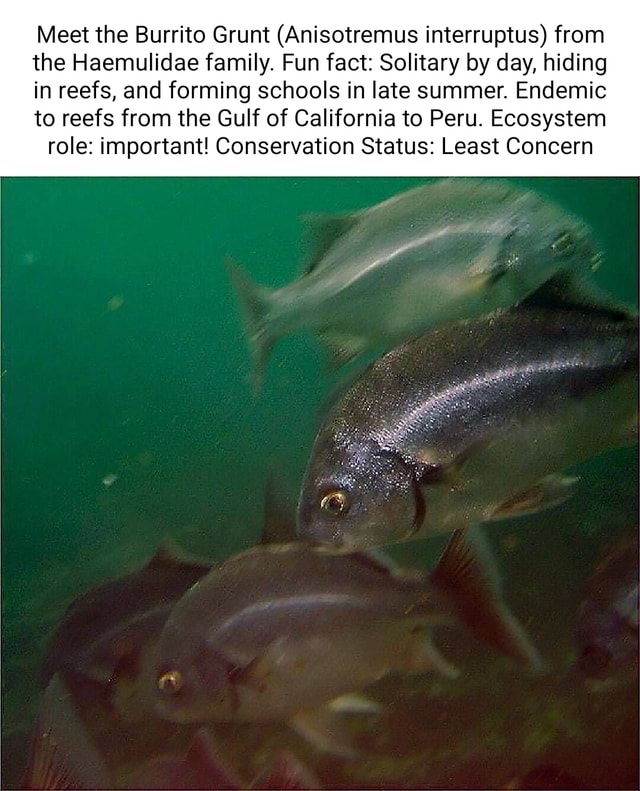 Meet the Burrito Grunt (Anisotremus interruptus) from the Haemulidae ...