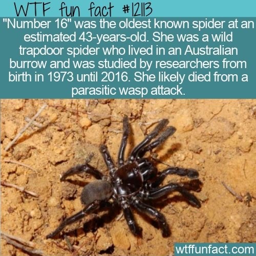 WTE fun fact "Number 16" was the oldest known spider at an estimated 43 ...