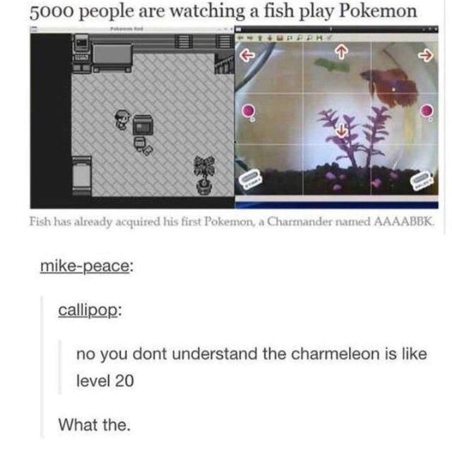 5000 people are watching a fish play Pokemon Fish has already acquired ...