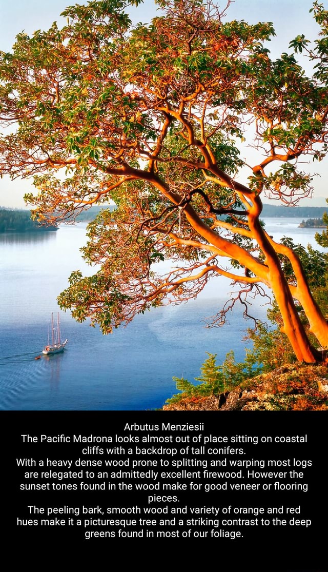 Arbutus Menziesii The Pacific Madrona looks almost out of place sitting ...