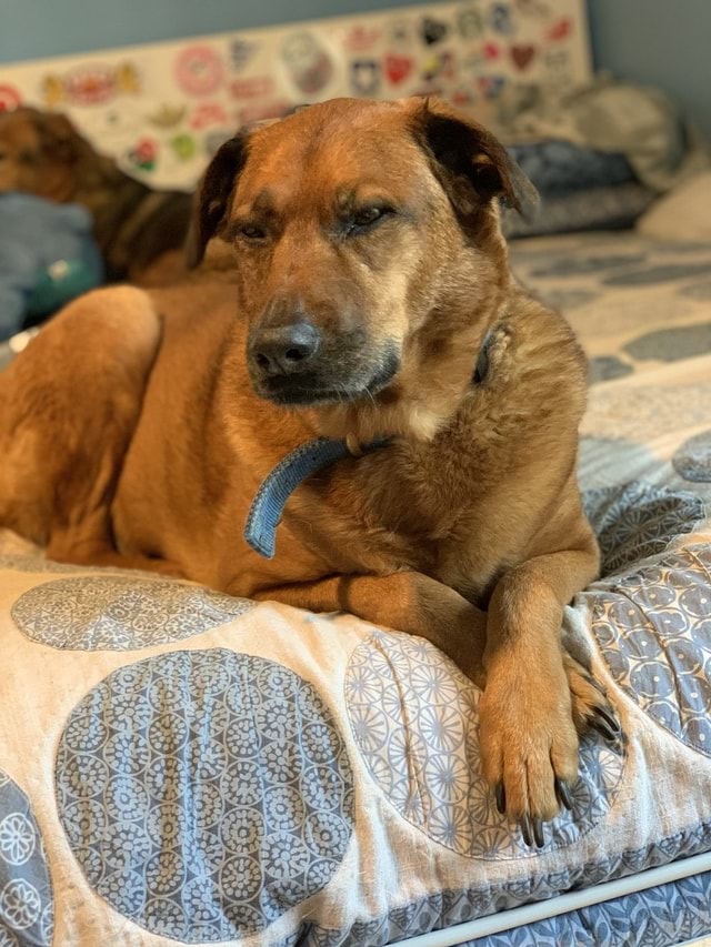 #dog #Lucy #mood #rbf #imgur - iFunny Brazil