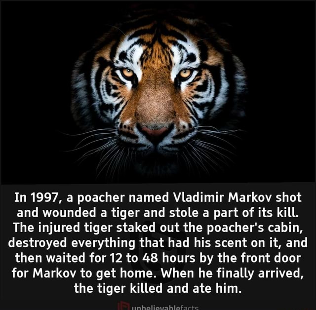 PE In 1997, a poacher named Vladimir Markov shot and wounded a tiger ...