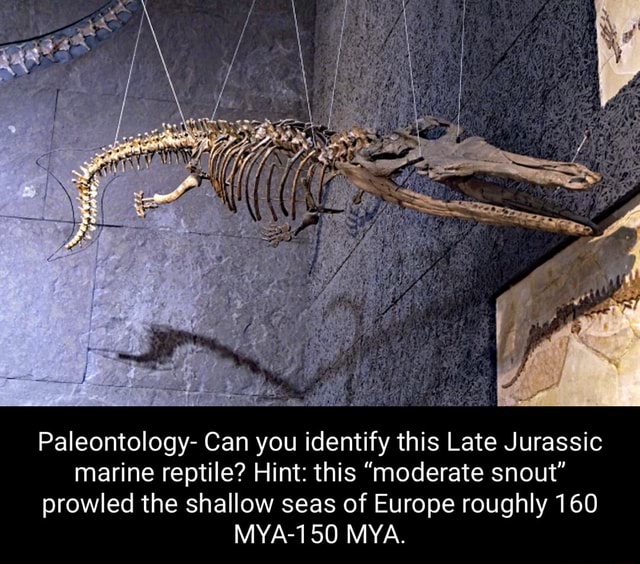 Paleontology- Can you identify this Late Jurassic marine reptile? Hint ...