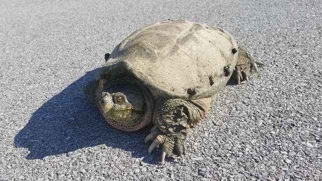 This little fella was grumpily making his way across a country road by ...