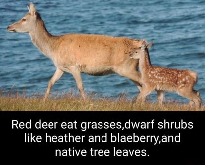 Red deer eat grasses,dwarf shrubs like heather and blaeberry,and native ...