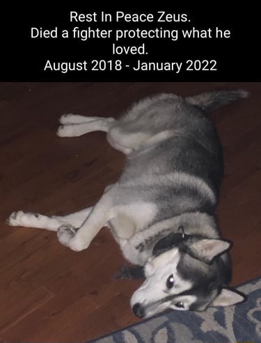 Rest In Peace Zeus. Died a fighter protecting what he loved. August ...