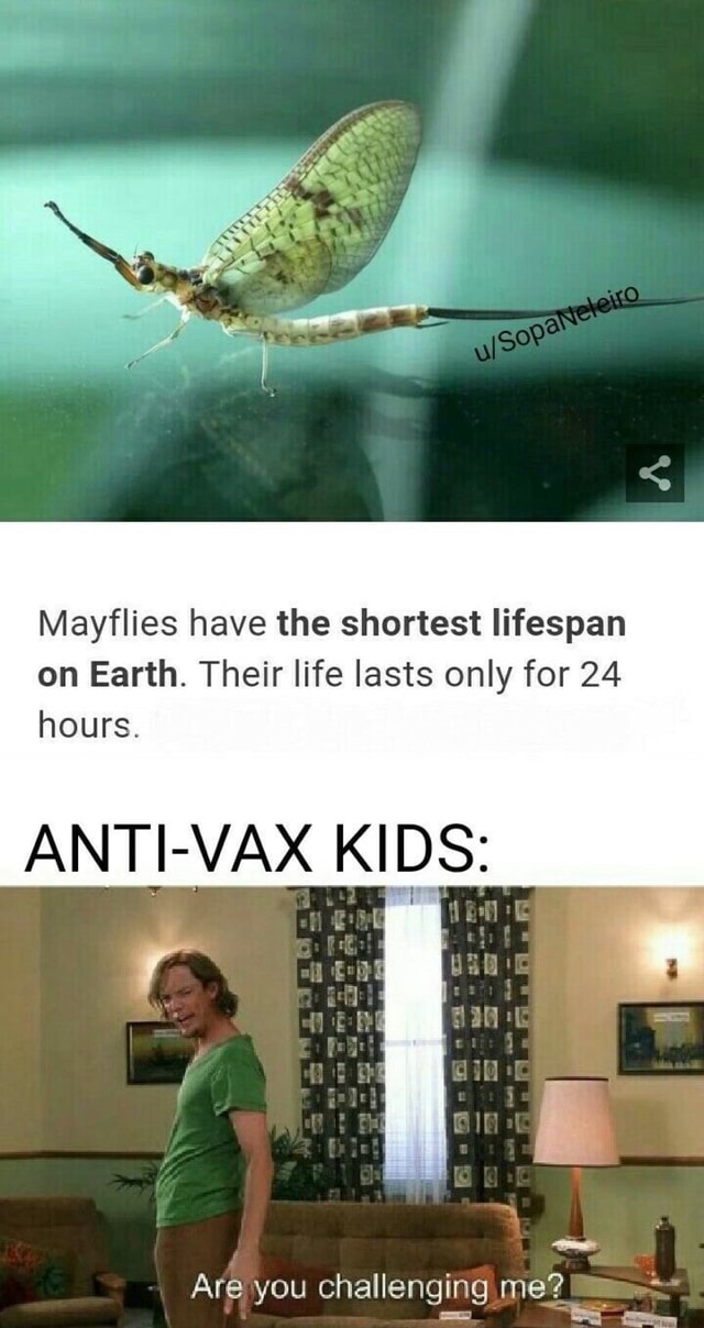 Mayflies have the shortest lifespan on Earth. Their life lasts only for ...