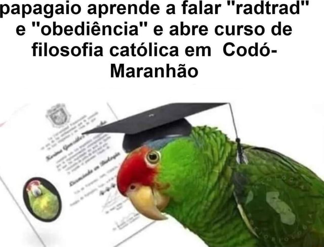 Papagaio aprende a falar radtrad" e "obediência" e abre curso de ...