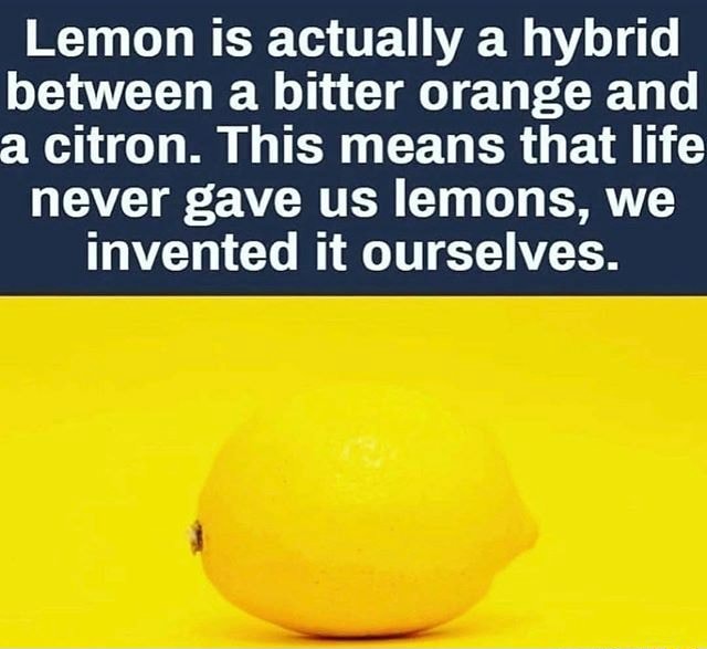 Lemon is actually a hybrid between a bitter orange and a citron. This ...