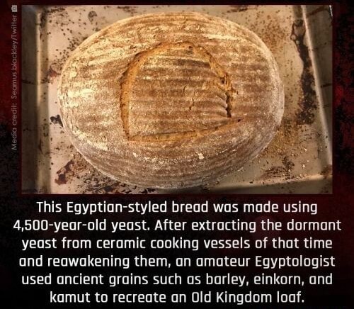 This Egyptian-styled bread was made using 4,500-year-old yeast. After ...
