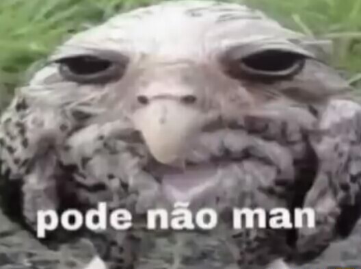 Pode Não Man Ifunny Brazil