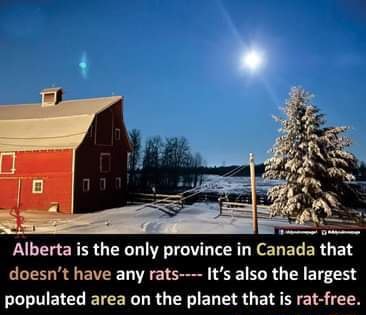 Alberta is the only province in Canada that doesn't have any rats ...