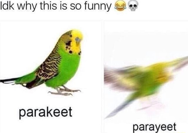 Idk why this is so funny parakeet parayeet - iFunny Brazil
