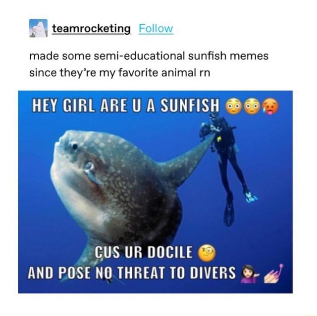 I teamrocketing Follow made some semi-educational sunfish memes since ...