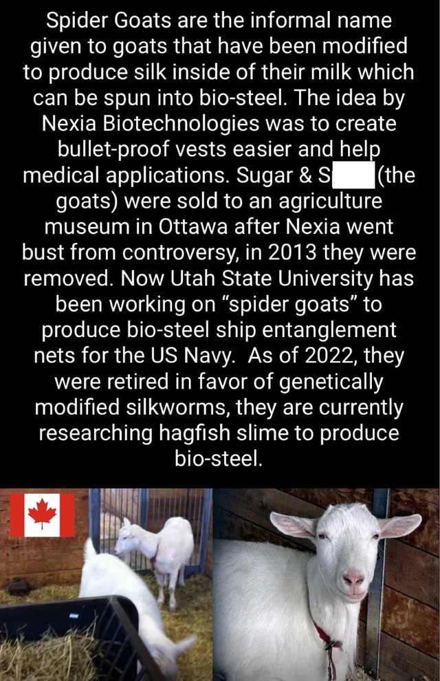 Spider Goats are the informal name given to goats that have been ...