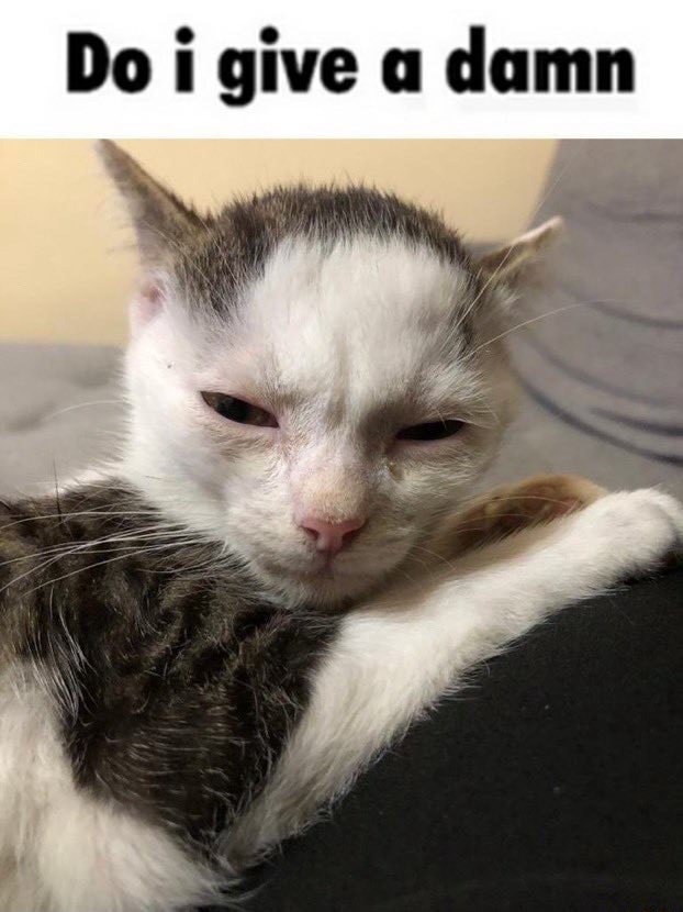 Do i give a damn - iFunny Brazil