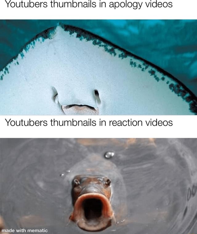 Yyoutubers thumbnails in apology videos Youtubers thumbnails in ...