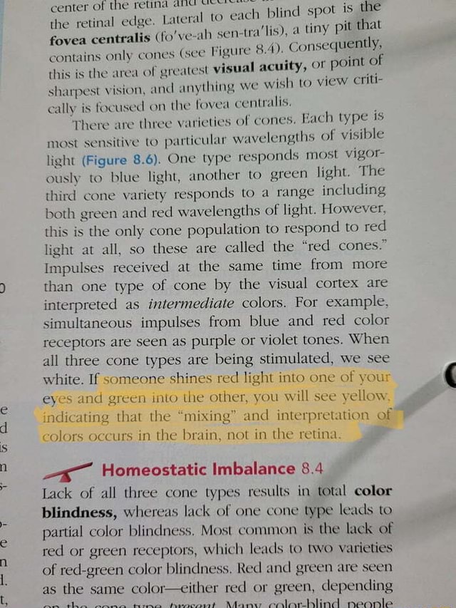 Center of the retina the retinal edge. Lateral to each blind spot is ...