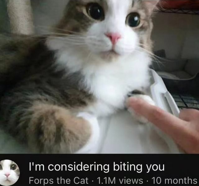 I'm considering biting you Forps the Cat - 1.1M views - 10 months ...