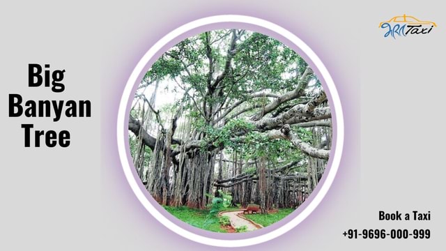 To visit the Big Banyan Tree in Bangalore, you can take a taxi from ...