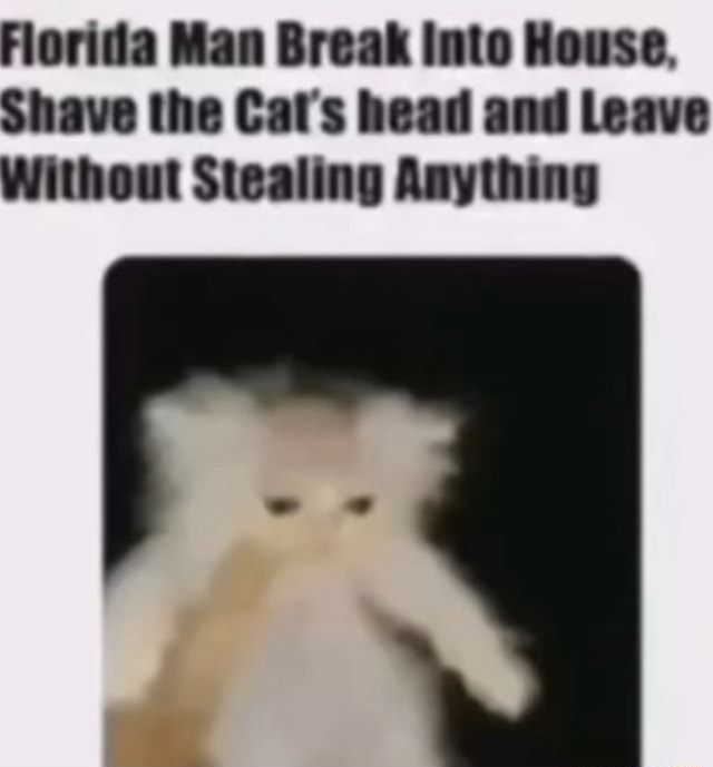 Florida Man Break Into House. Shave the Cat's head and Leave Without ...