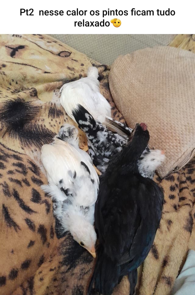 Nesse calor os pintos ficam tudo relaxado - iFunny Brazil