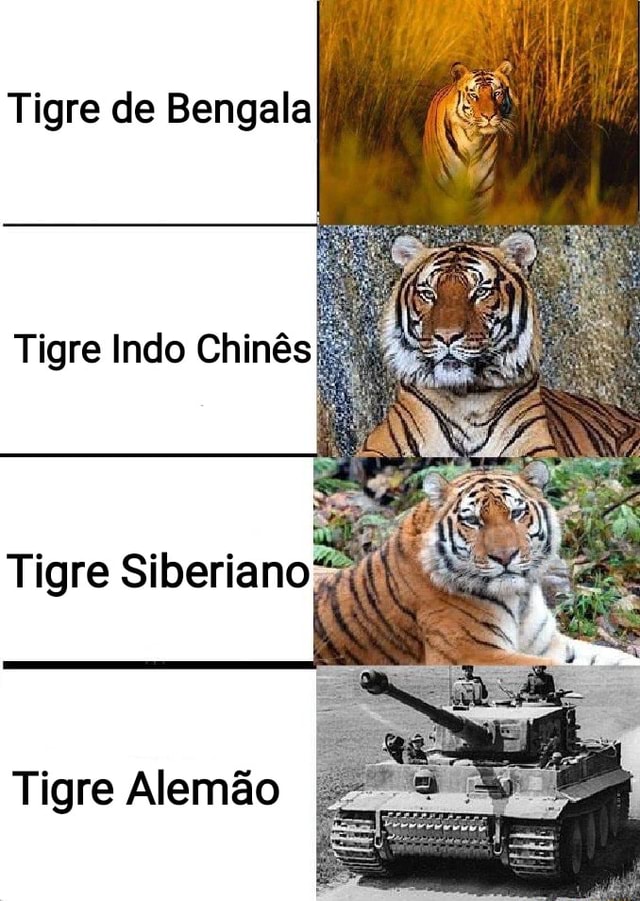 Tigre de Bengala Tigre Indo Chinês; Tigre Siberiano: Tigre Alemão ...